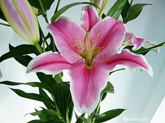 Download Cắm hoa ly Ngày tết - Cách cắm hoa ly đẹp và ý nghĩa -taimien